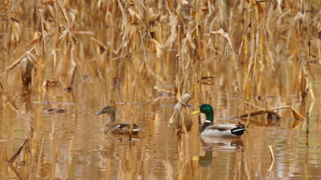 Mallard」の写真素材 | 297,287件の無料イラスト画像 | Adobe Stock