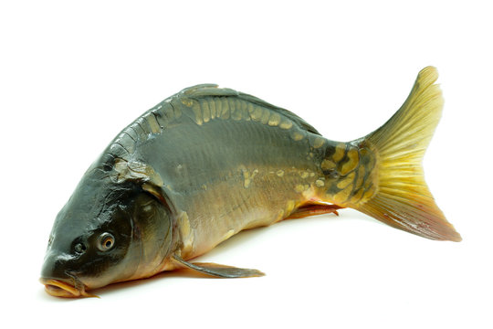 Karp 이미지 – 찾아보기 757 스톡 사진, 벡터 및 비디오 | Adobe Stock