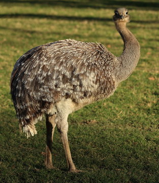 Emeu Images – Browse 22,512 Stock Photos, Vectors, and Video | Adobe Stock