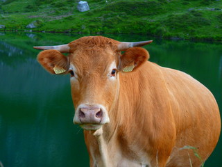 Photos, illustrations et vidéos de "vache rouge"