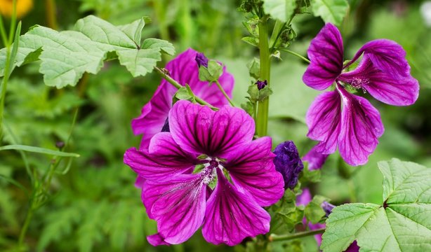 Malven bilder – Bläddra bland 631 stockfoton, vektorer och videor ...