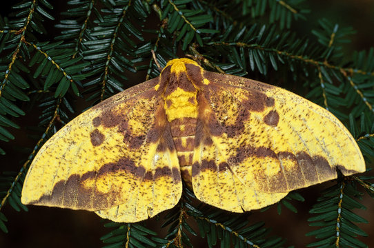 "Imperial Moth" Images – Browse 163 Stock Photos, Vectors, and Video ...