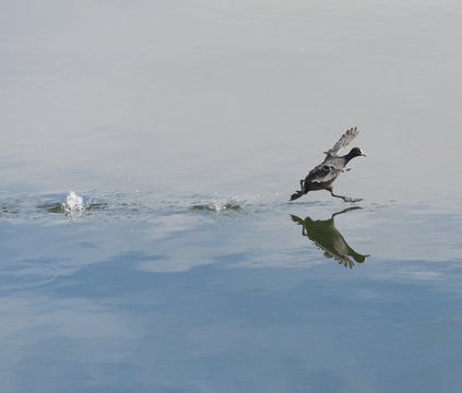 Bird Taking Off Images – Browse 34,491 Stock Photos, Vectors, and Video ...