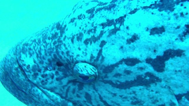 "Potato Cod" Images – Browse 526 Stock Photos, Vectors, and Video ...