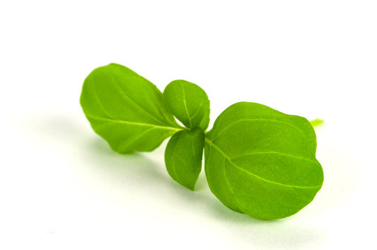 รูปภาพPlanze – เลือกดูภาพถ่ายสต็อก เวกเตอร์ และวิดีโอ1,579 | Adobe Stock