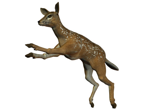 Springendes bilder – Bläddra bland 168 stockfoton, vektorer och videor ...