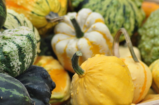 Coloquinte Images – Browse 685 Stock Photos, Vectors, and Video | Adobe ...