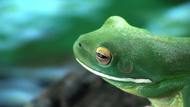 "Giant Tree Frog" Images – Browse 795 Stock Photos, Vectors, and Video ...