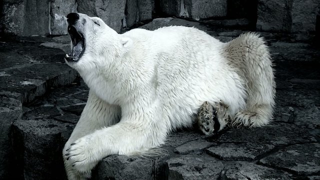 Whitebear Images – Browse 158 Stock Photos, Vectors, and Video | Adobe Stock