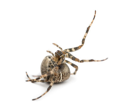 Walzenspinne Bilder – Durchsuchen 2,309 Archivfotos, Vektorgrafiken und ...