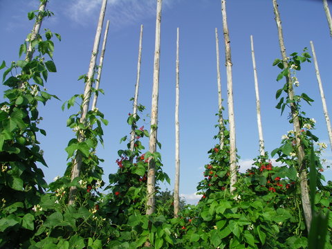 Bohnenstange Images – Browse 57 Stock Photos, Vectors, and Video ...