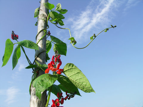 「Bohnenstange」の写真素材 | 55件の無料イラスト画像 | Adobe Stock