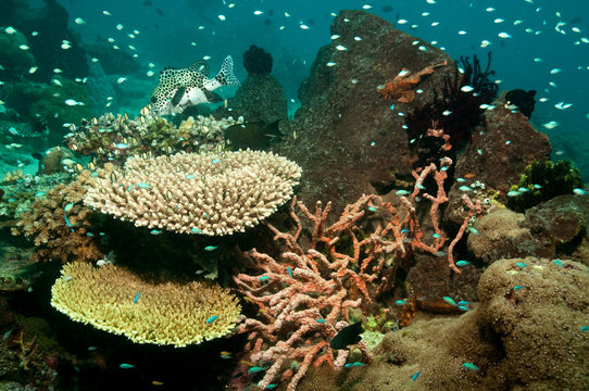 Rifffische 画像 - 参照 82 Stock 写真、ベクターおよびビデオ | Adobe Stock