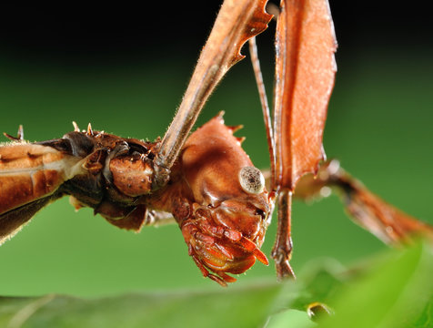 รูปภาพPhasmatodea – เลือกดูภาพถ่ายสต็อก เวกเตอร์ และวิดีโอ26,157 ...