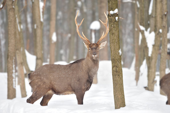 รูปภาพWhite-Tail – เลือกดูภาพถ่ายสต็อก เวกเตอร์ และวิดีโอ4,267 | Adobe ...