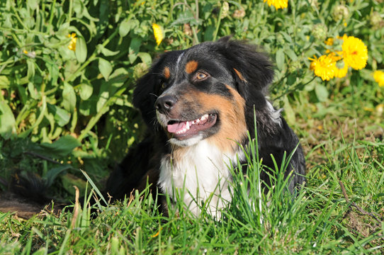 "Mini Australian Shepherd" Images – Browse 685 Stock Photos, Vectors ...