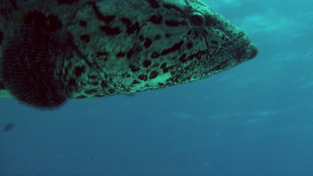 "Flowery Cod" Images – Browse 8 Stock Photos, Vectors, and Video ...