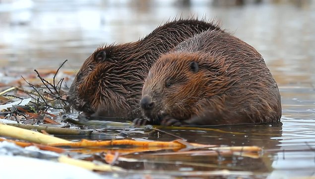 "Beaver Images – Browse 261,678 Stock Photos, Vectors, and Video ...