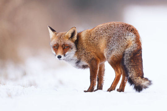 Schneefuchs Bilder – Durchsuchen 44,088 Archivfotos, Vektorgrafiken und ...