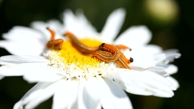 Palmerworm Bilder – Durchsuchen 31 Archivfotos, Vektorgrafiken und ...