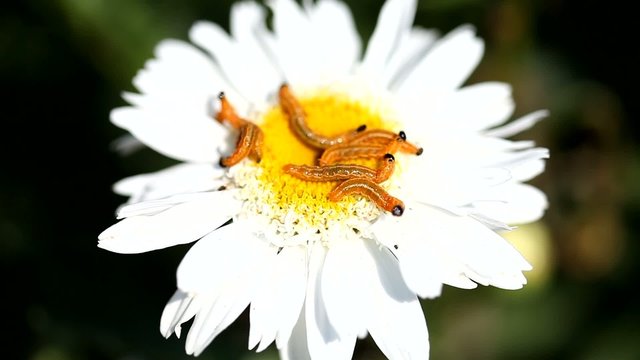 Palmerworm Bilder – Durchsuchen 31 Archivfotos, Vektorgrafiken und ...
