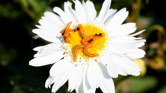 Palmerworm Bilder – Durchsuchen 31 Archivfotos, Vektorgrafiken und ...