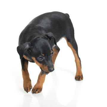 Mini-Pincher Images – Browse 80 Stock Photos, Vectors, and Video ...