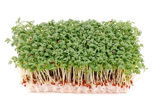 Imágenes de Kresse: descubre bancos de fotos, ilustraciones, vectores y ...