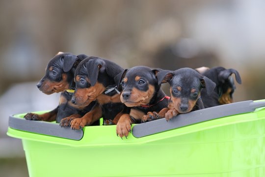 Kindchenschema Images – Parcourir 563 le catalogue de photos, vecteurs ...