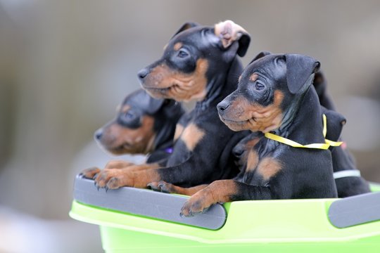 Kindchenschema Images – Parcourir 563 le catalogue de photos, vecteurs ...