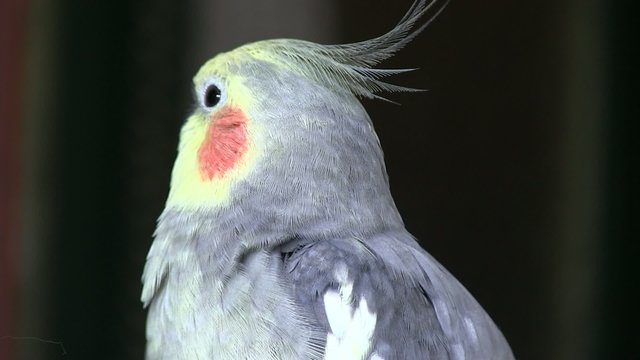 Calopsite Images – Browse 28 Stock Photos, Vectors, and Video | Adobe Stock