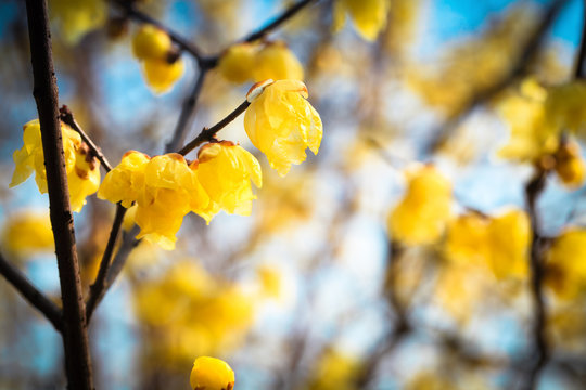 Wintersweet Images – Browse 4,183 Stock Photos, Vectors, and Video ...