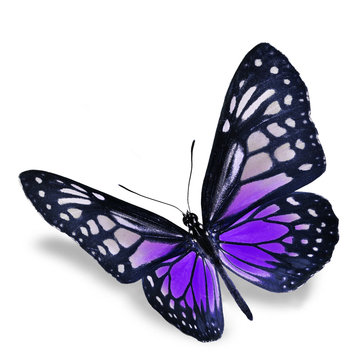Purple Butterflies Flying