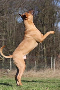 Bauerndogge Images – Browse 21 Stock Photos, Vectors, and Video | Adobe ...