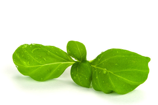 Planze bilder – Bläddra bland 1,577 stockfoton, vektorer och videor ...