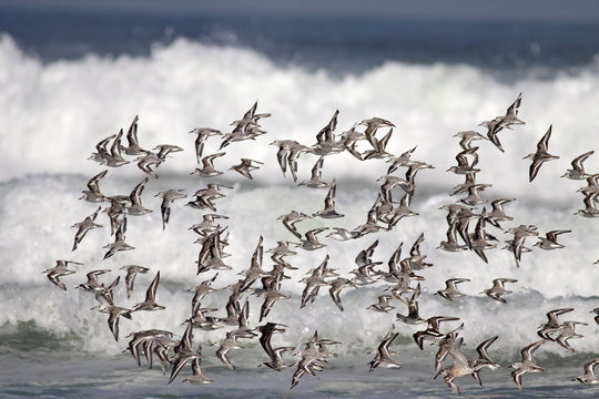 Shorebirds Images – Browse 137,461 Stock Photos, Vectors, and Video ...