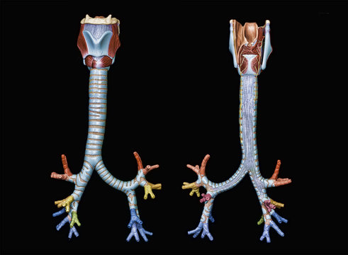 Bronchiolar-Bilder: Stock-Fotos & -Videos. | Adobe Stock