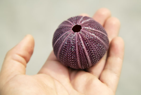 Seeigelskelett Bilder – Durchsuchen 275 Archivfotos, Vektorgrafiken und ...