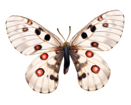 "Parnassius Phoebus" Images – Browse 31 Stock Photos, Vectors, and ...
