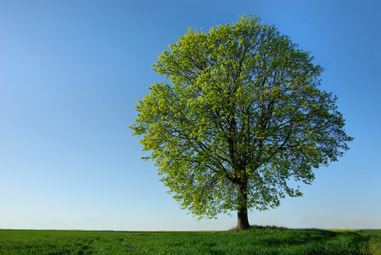 「Lindenbaum」の画像 - 786 件の Stock 写真、ベクターおよびビデオ | Adobe Stock