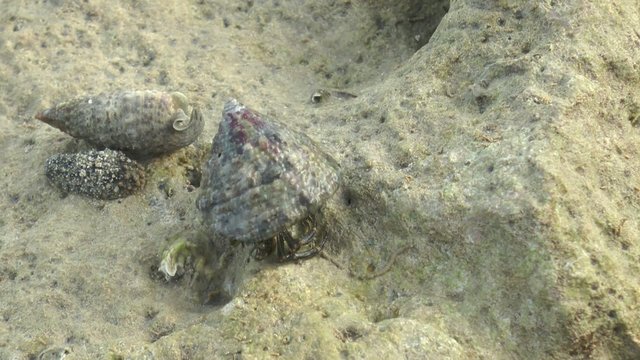 Molusque Images – Parcourir 159 le catalogue de photos, vecteurs et ...