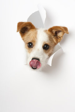 Dog Through Paper Images – Browse 2,044 Stock Photos, Vectors, and ...