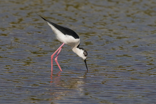 รูปภาพLimicole – เลือกดูภาพถ่ายสต็อก เวกเตอร์ และวิดีโอ2,326 | Adobe Stock