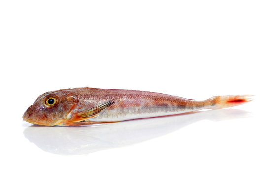 รูปภาพGoatfish – เลือกดูภาพถ่ายสต็อก เวกเตอร์ และวิดีโอ5,126 | Adobe Stock