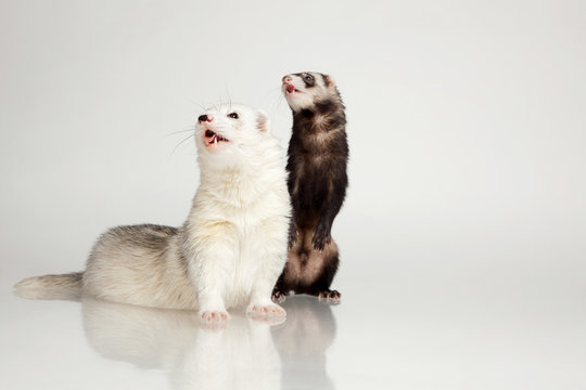 13,867 IMAGES, PHOTOS ET ILLUSTRATIONS VECTORIELLES STOCK APPROPRIÉES ...