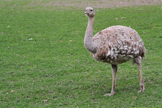 Emeu Images – Browse 22,512 Stock Photos, Vectors, and Video | Adobe Stock