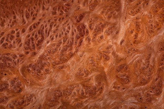 Briar-Root Images – Browse 18 Stock Photos, Vectors, and Video | Adobe ...