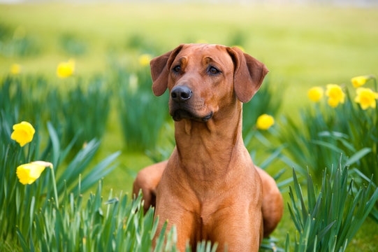 Ridgeback 이미지 – 찾아보기 19,628 스톡 사진, 벡터 및 비디오 | Adobe Stock