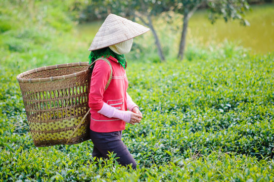 รูปภาพPlucker – เลือกดูภาพถ่ายสต็อก เวกเตอร์ และวิดีโอ212 | Adobe Stock