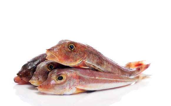 รูปภาพGoatfish – เลือกดูภาพถ่ายสต็อก เวกเตอร์ และวิดีโอ5,126 | Adobe Stock